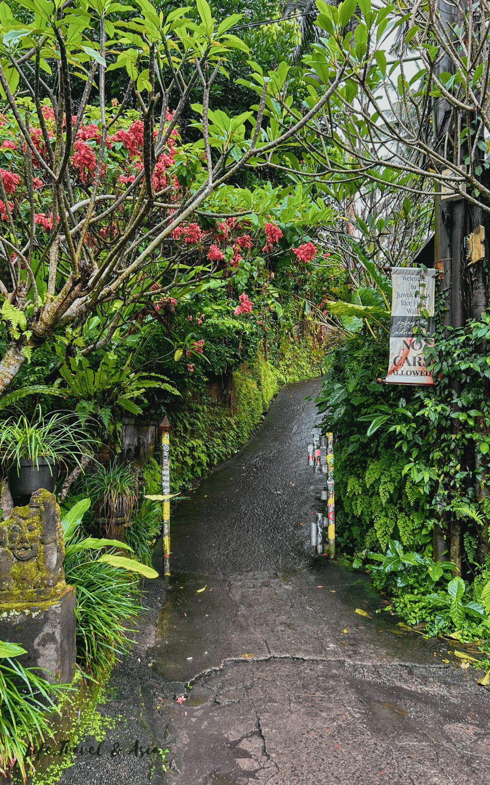 Ubud Rice Field Walks: Guide To the 5 Best Trails In 2026