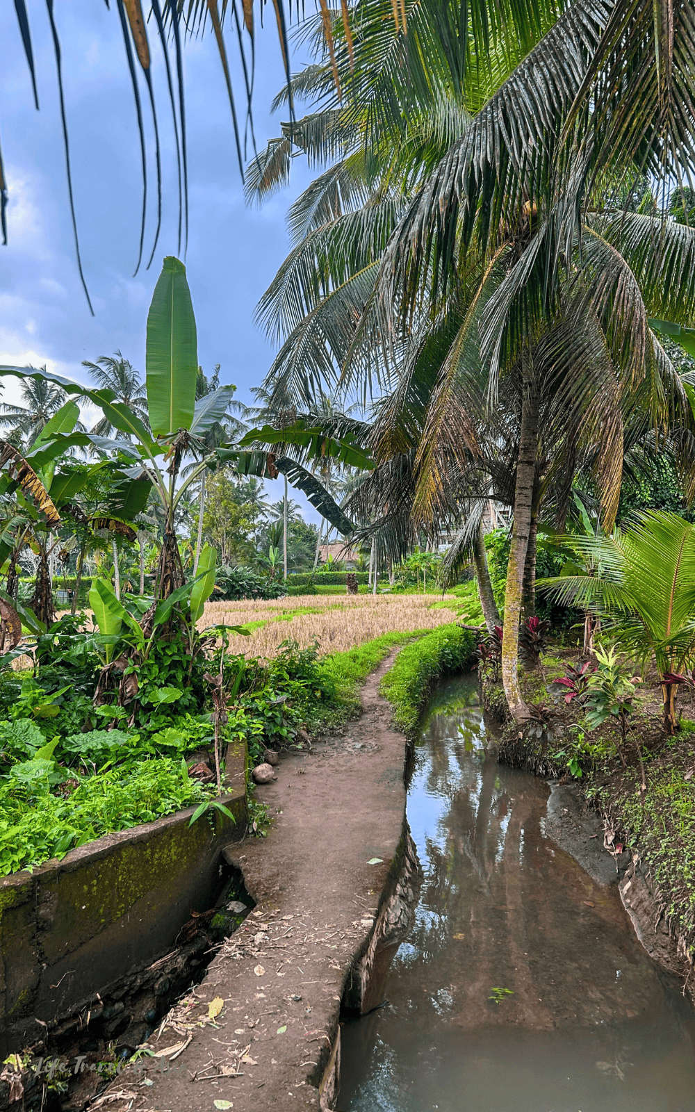 Ubud Rice Field Walks: Guide To the 5 Best Trails In 2026